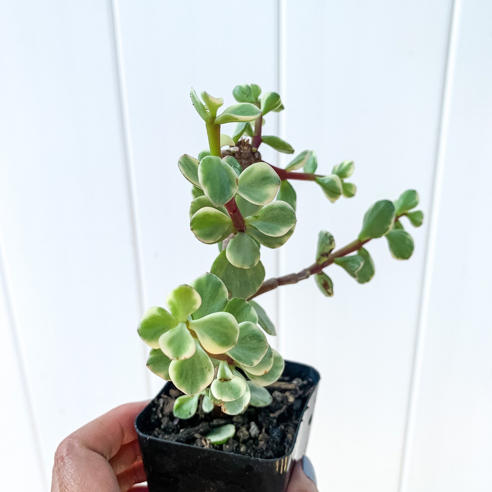 Variegated Rainbow Elephant Bush Portulacaria Afra Variegata - Etsy