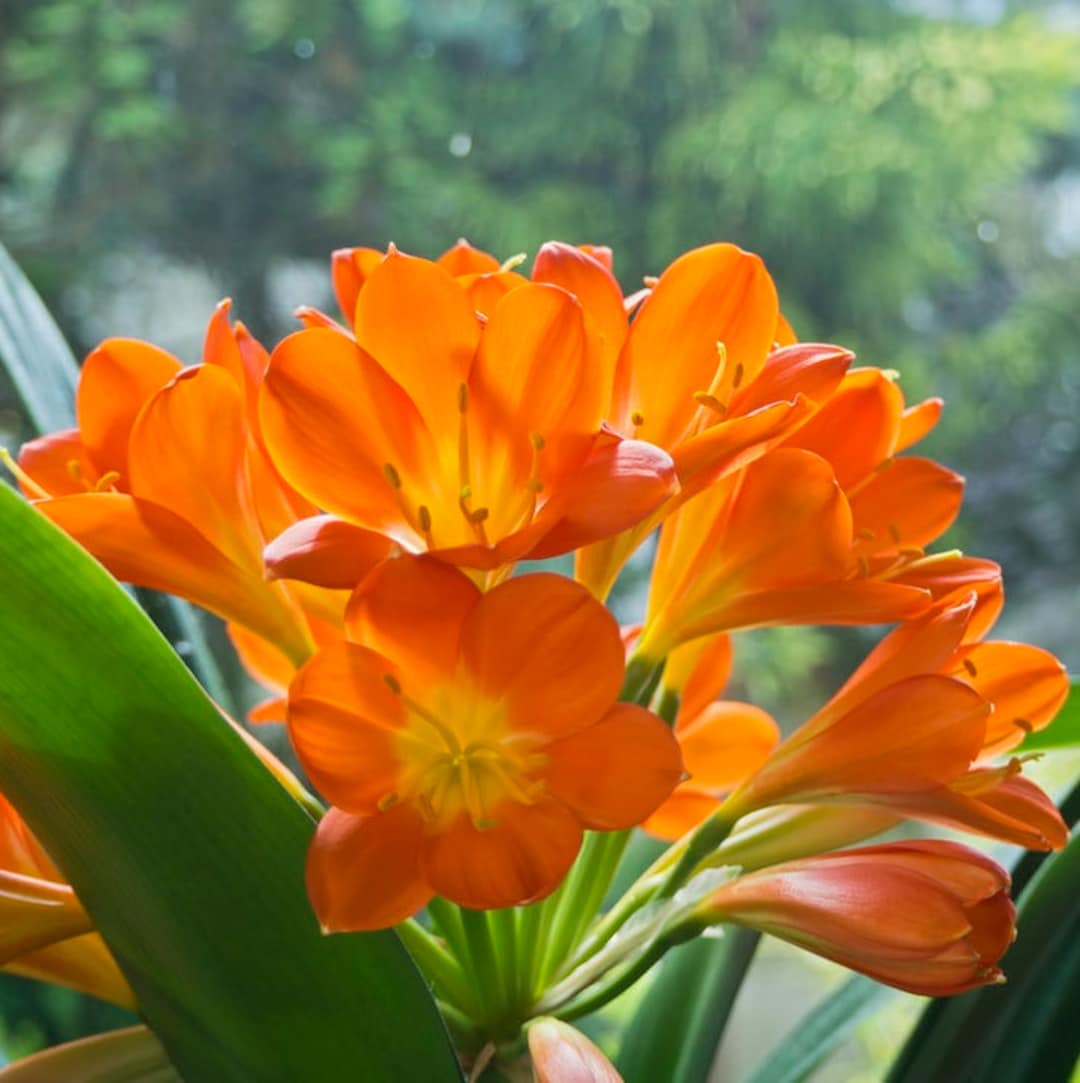 Clivia Miniata, Bush Lily Live Plant, Kaffir Lily - Etsy