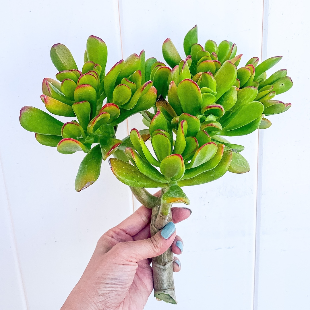 Crassula Ovata Hobbit Jade Shrek Ears Live Plant Red Tips Tree ...