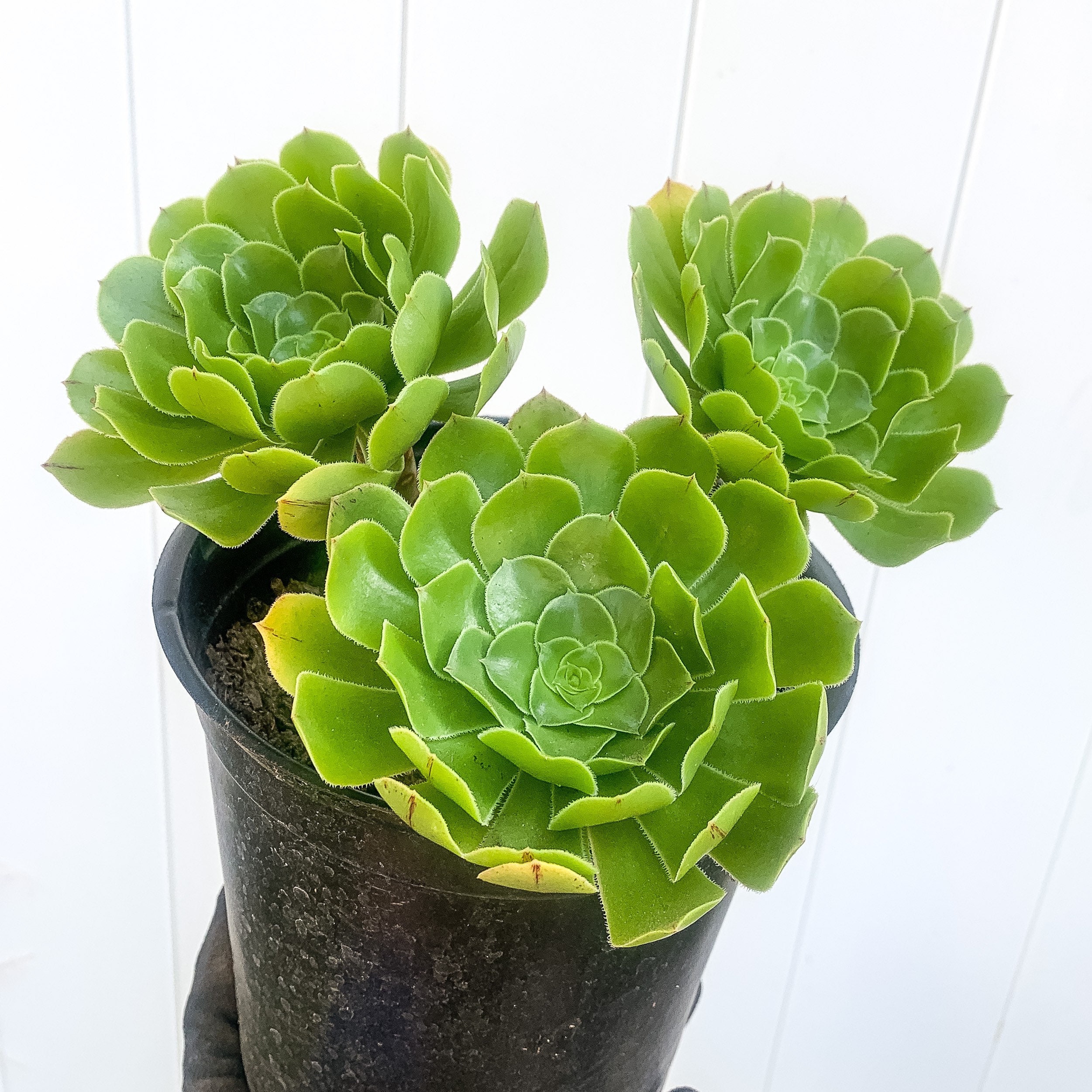 3 Green Aeonium Arboreum Tree Succulent Live Plant - Etsy