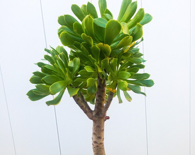 Large Aeonium Arboreum Tree Succulent Live Plant 10" - 15" Tall - Etsy