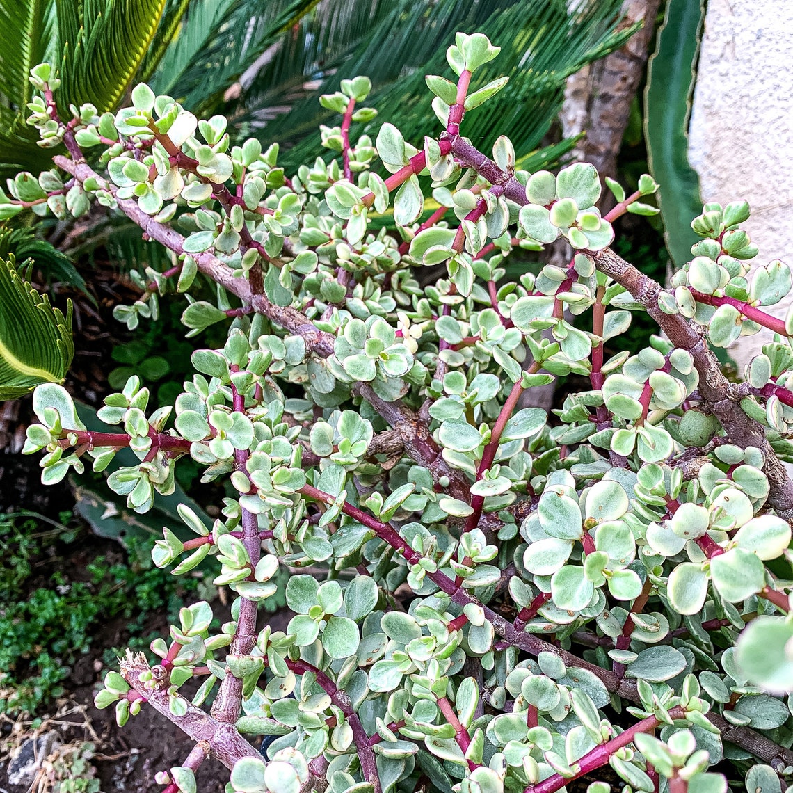 FOUR Variegated Rainbow Elephant Bush Portulacaria Afra - Etsy