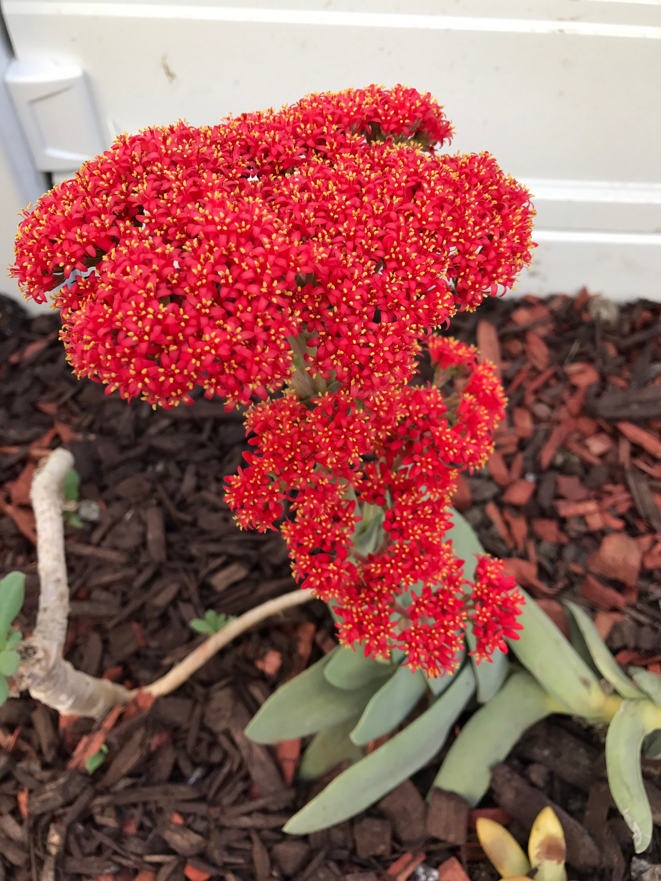 Crassula Falcata Propeller Airplane Plant Rare Succulent - Etsy