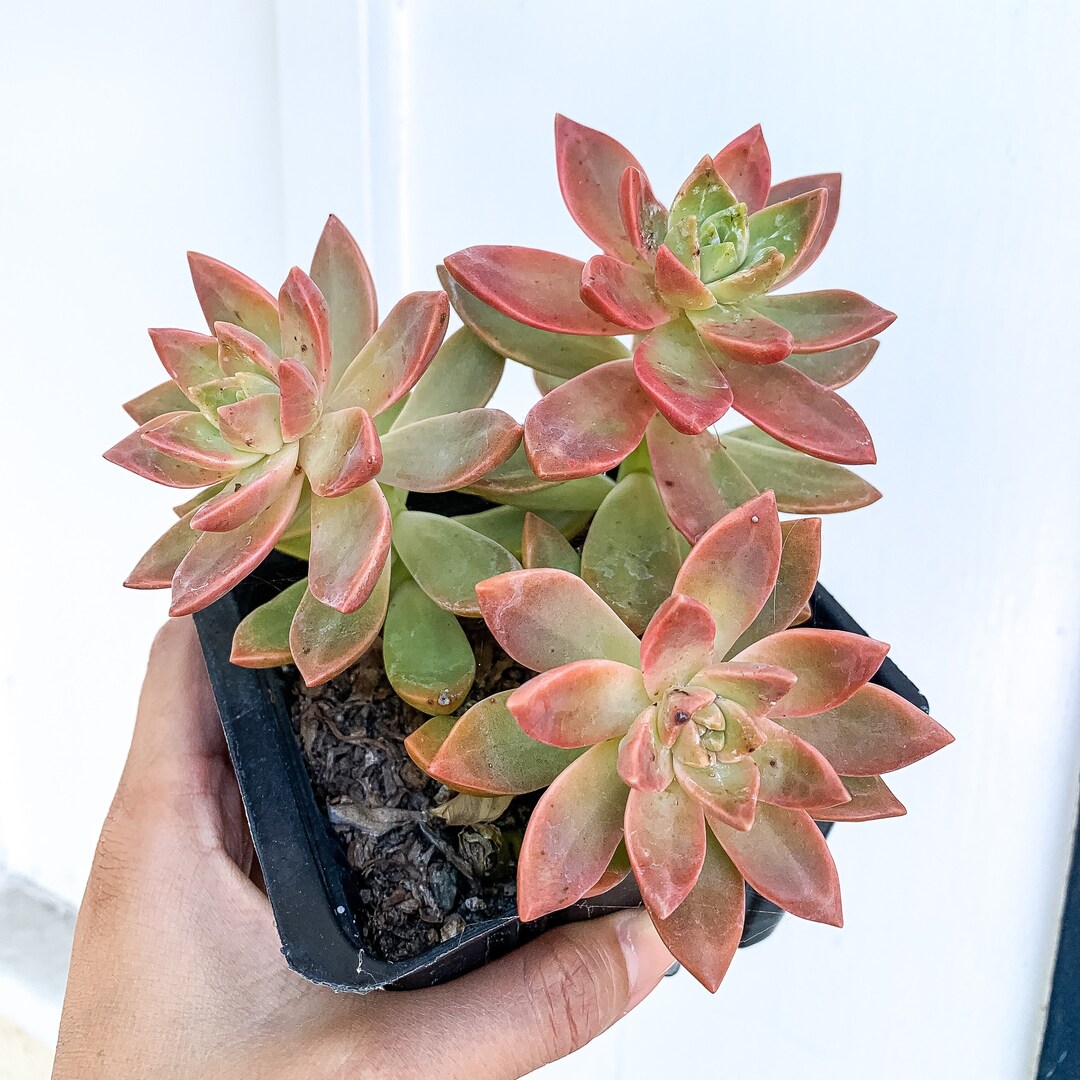 Graptosedum California Sunset Succulent Live Plant - Etsy