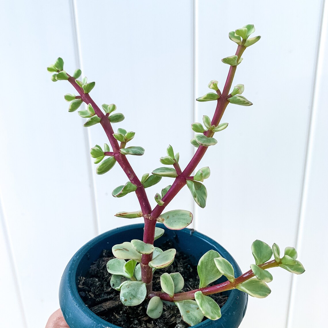 Variegated Rainbow Elephant Bush Portulacaria Afra Variegata - Etsy