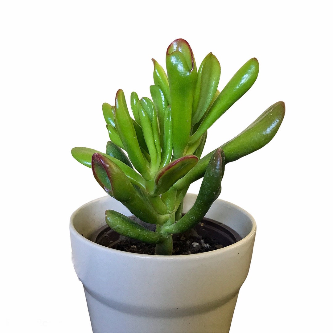 THREE 4" Tall Crassula Ovata Hobbit Jade Shrek Ears Live Plant Red Tips ...