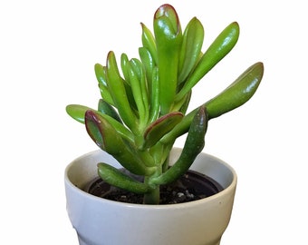 Shrek Ears Succulent - Etsy