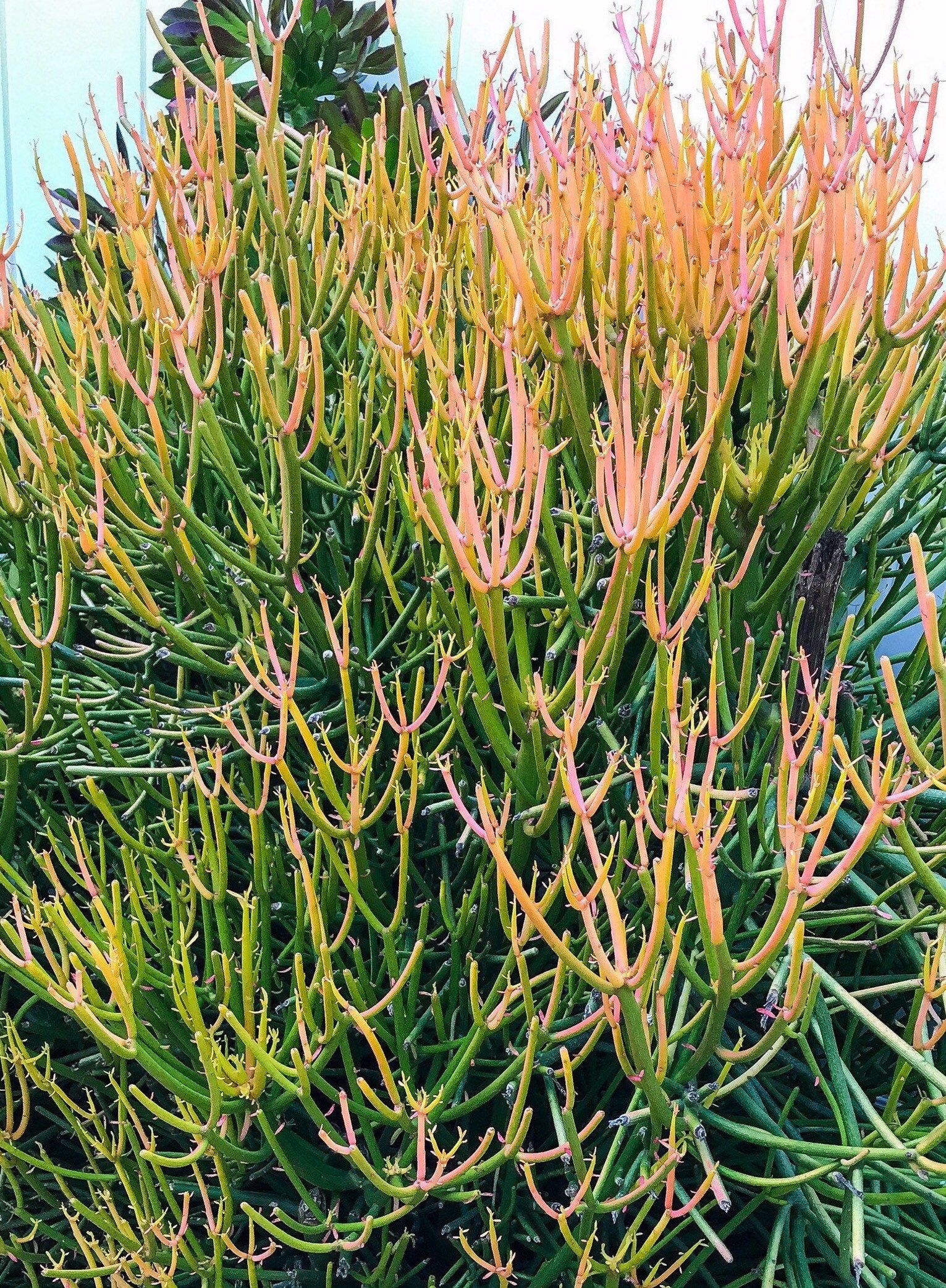 Firestick Cactus Euphorbia Tirucalli Sticks on Fire Succulent - Etsy