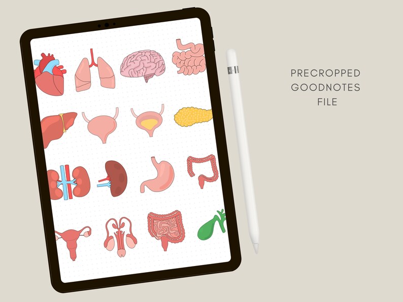 Hand Drawn Organs Medical Digital Stickers | Nurse Goodnotes Stickers ...
