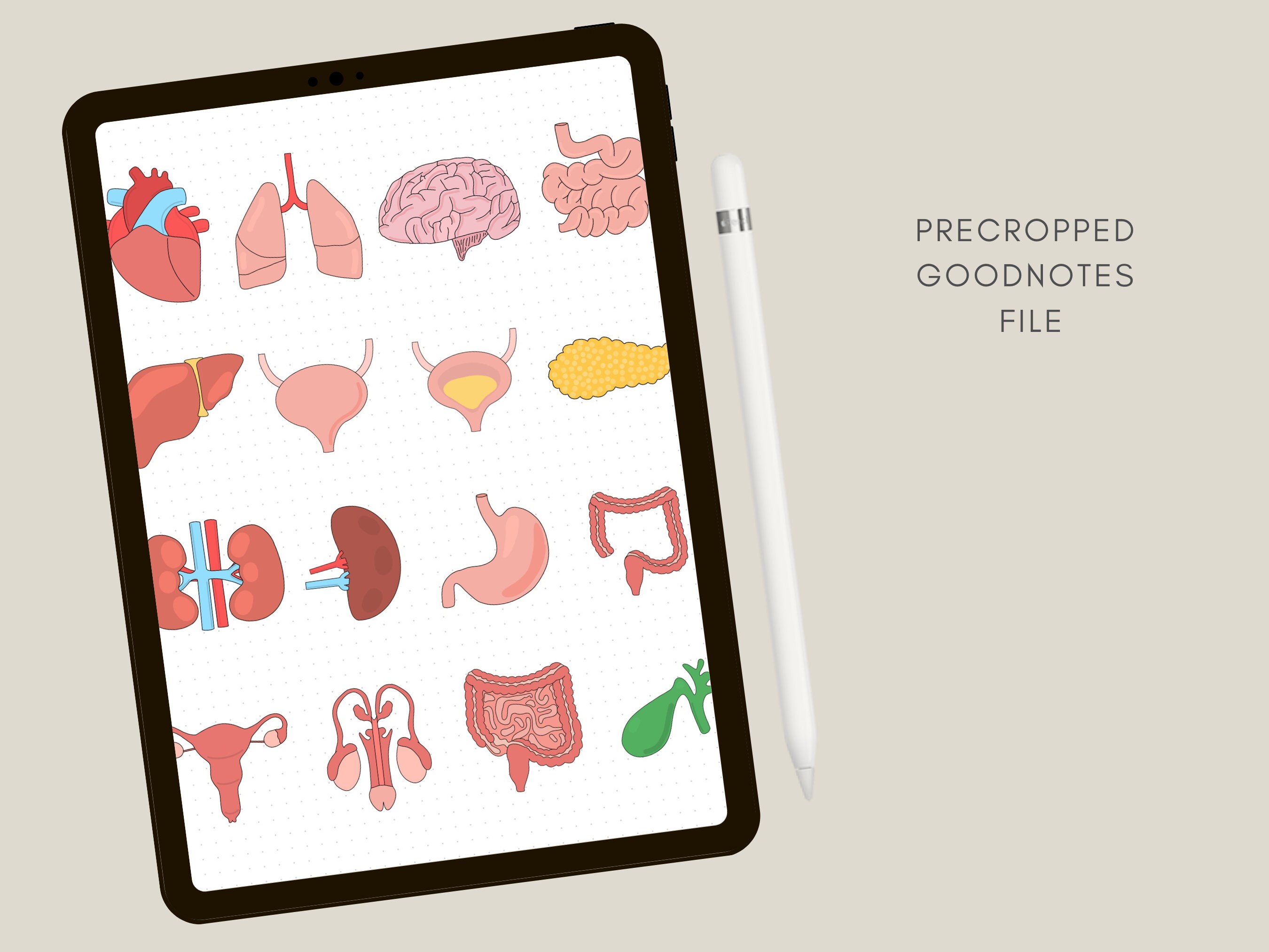 Hand Drawn Organs Medical Digital Stickers | Nurse Goodnotes Stickers ...
