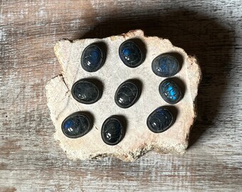 Turtle Shell Display - Etsy