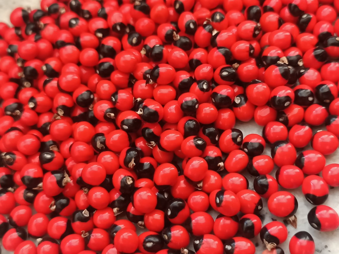 Natural Red Gunja 5Pcs Lot Beautiful Smmalar Gunja Use For | Etsy