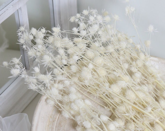 Eryngium Sea Holly Preserved Flowers | Home Decor | Wedding Decor - Etsy