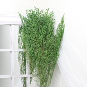 20g Preserved Caspia in Green Color, Wedding Decor, Home Decor, Diy ...