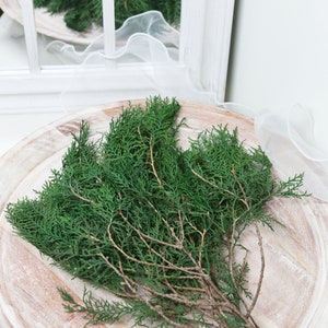 Winter Greenery Preserved Cedar Foliage / Cedar Greenery / Evergreen ...