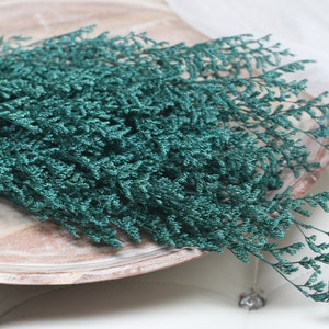 20g Preserved Caspia in Blue-green Color, Wedding Decor, Home Decor ...