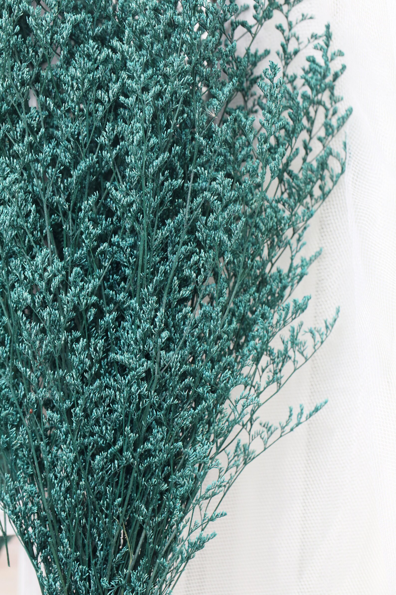 20g Preserved Caspia in Blue-green Color, Wedding Decor, Home Decor ...