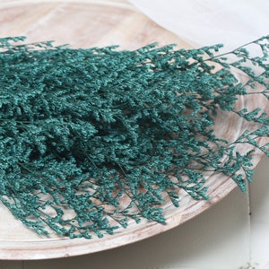 20g Preserved Caspia in Blue-green Color, Wedding Decor, Home Decor ...