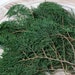 Winter Greenery Preserved Cedar Foliage / Cedar Greenery / - Etsy