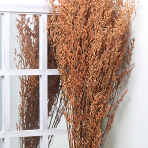 20g Preserved Caspia in Orange Color, Wedding Decor, Home Decor, Diy ...