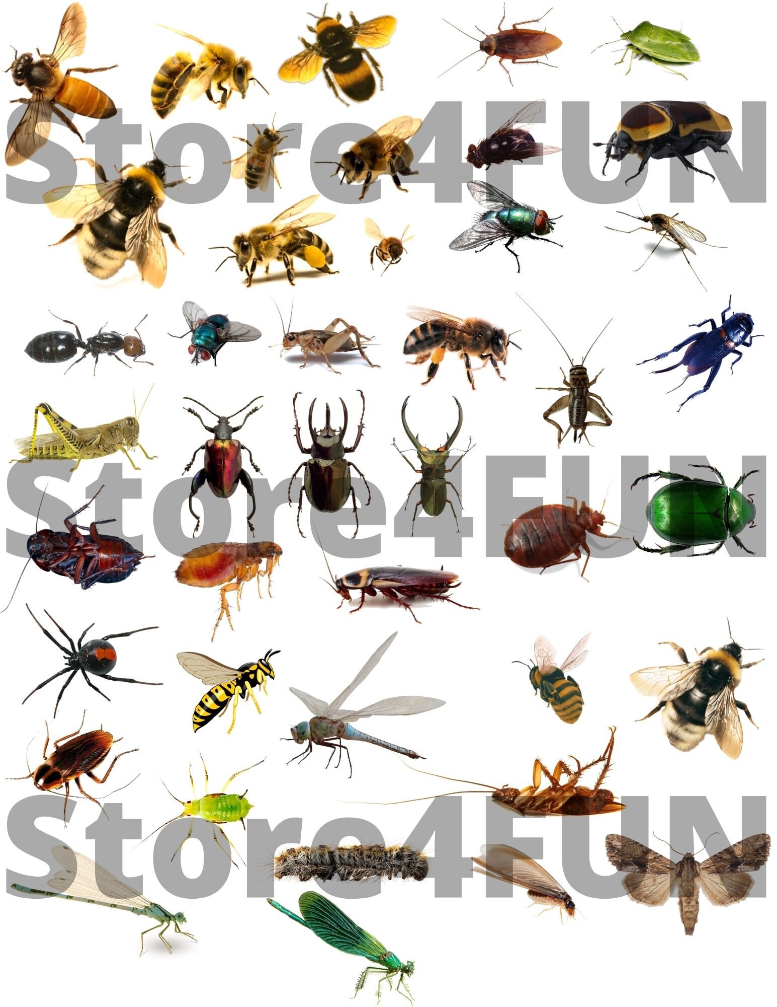120 Insects PNG JPG Didgital Collage Digital Insects - Etsy