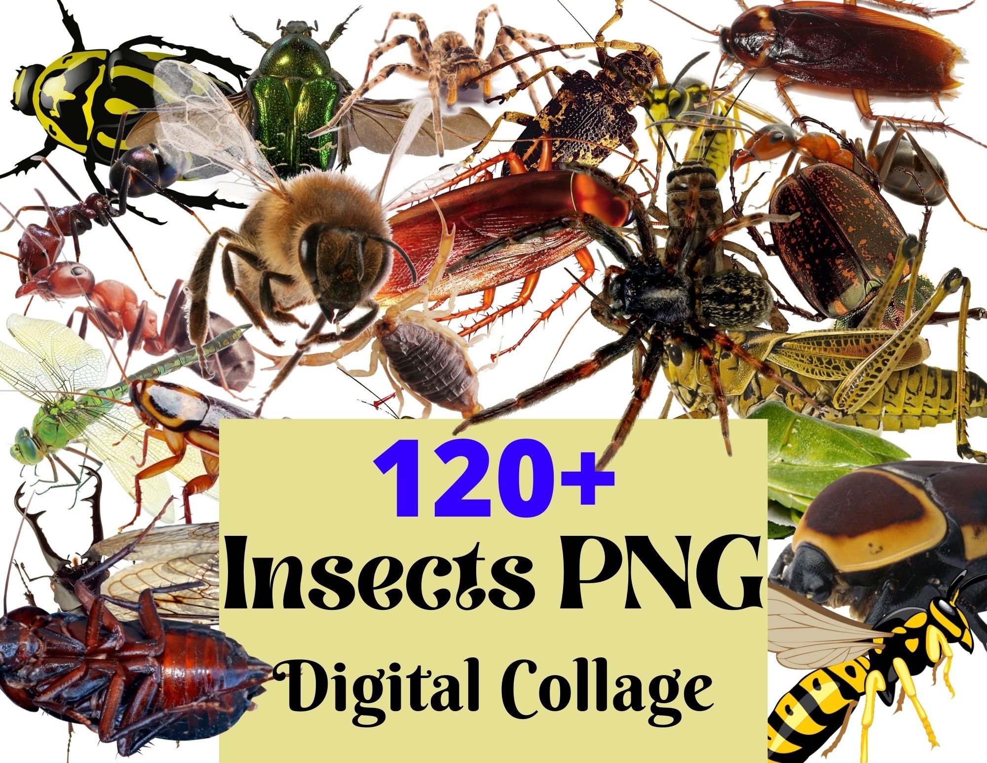 120 Insects PNG JPG Didgital Collage Digital Insects - Etsy