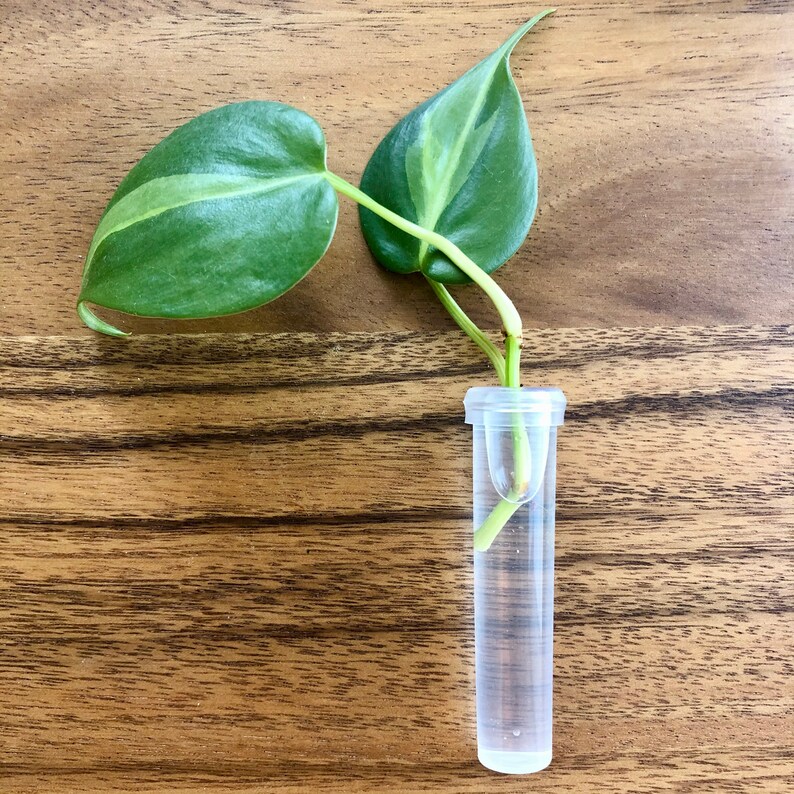 Brazil Philo Brazilian Philodendron Cutting Single Node - Etsy
