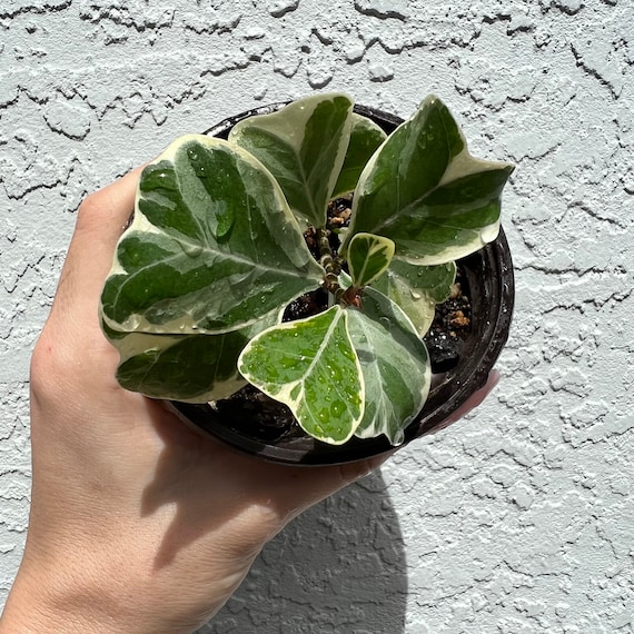 Ficus Triangularis Variegata Variegated Dwarf Triangle Fig | Etsy