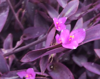Tradescantia Pallida, Purple Secretia, Purple Heart, Purple Queen ...