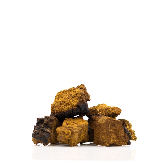 Dried Chaga Mushroom Wild Harvested | Etsy