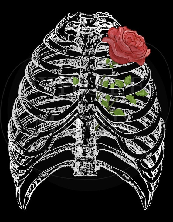 Ribcage With Rose Digital Clipart Skeleton Ribs Chest - Etsy