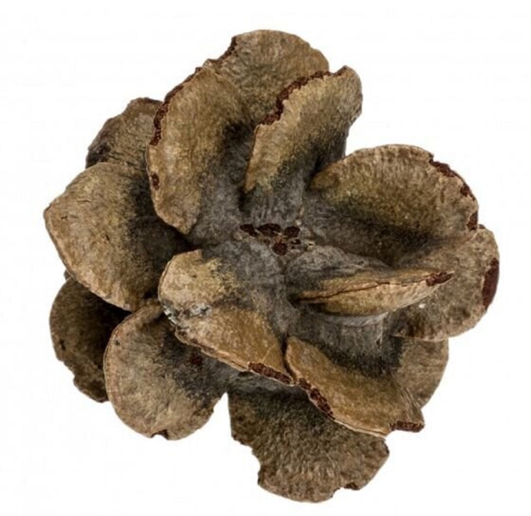 Laricina Pod Banksia Rose Dried Botanicals Banksia Laricina Australian ...