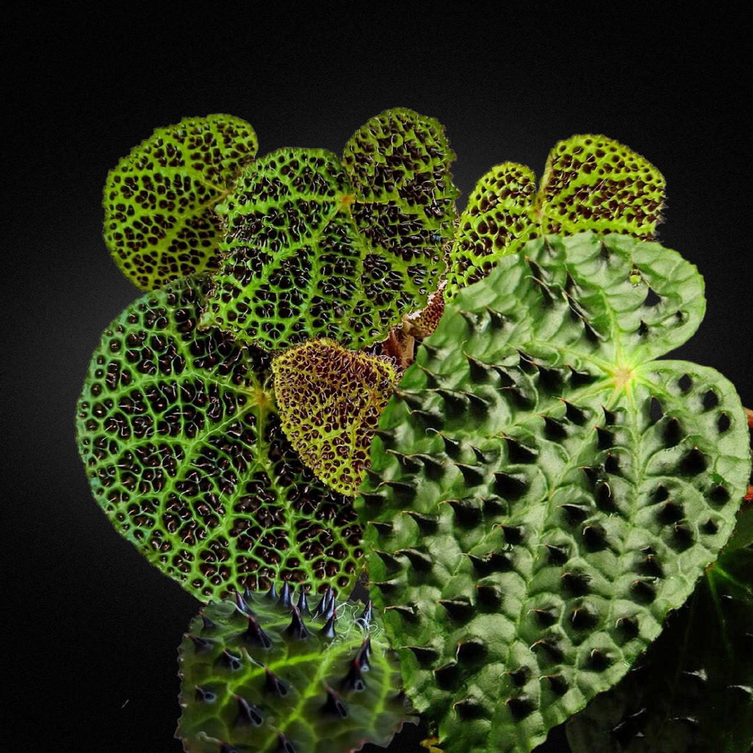 Fierce Begonia Begonia Ferox Rare Plant Species Prickly Begonia, Black ...