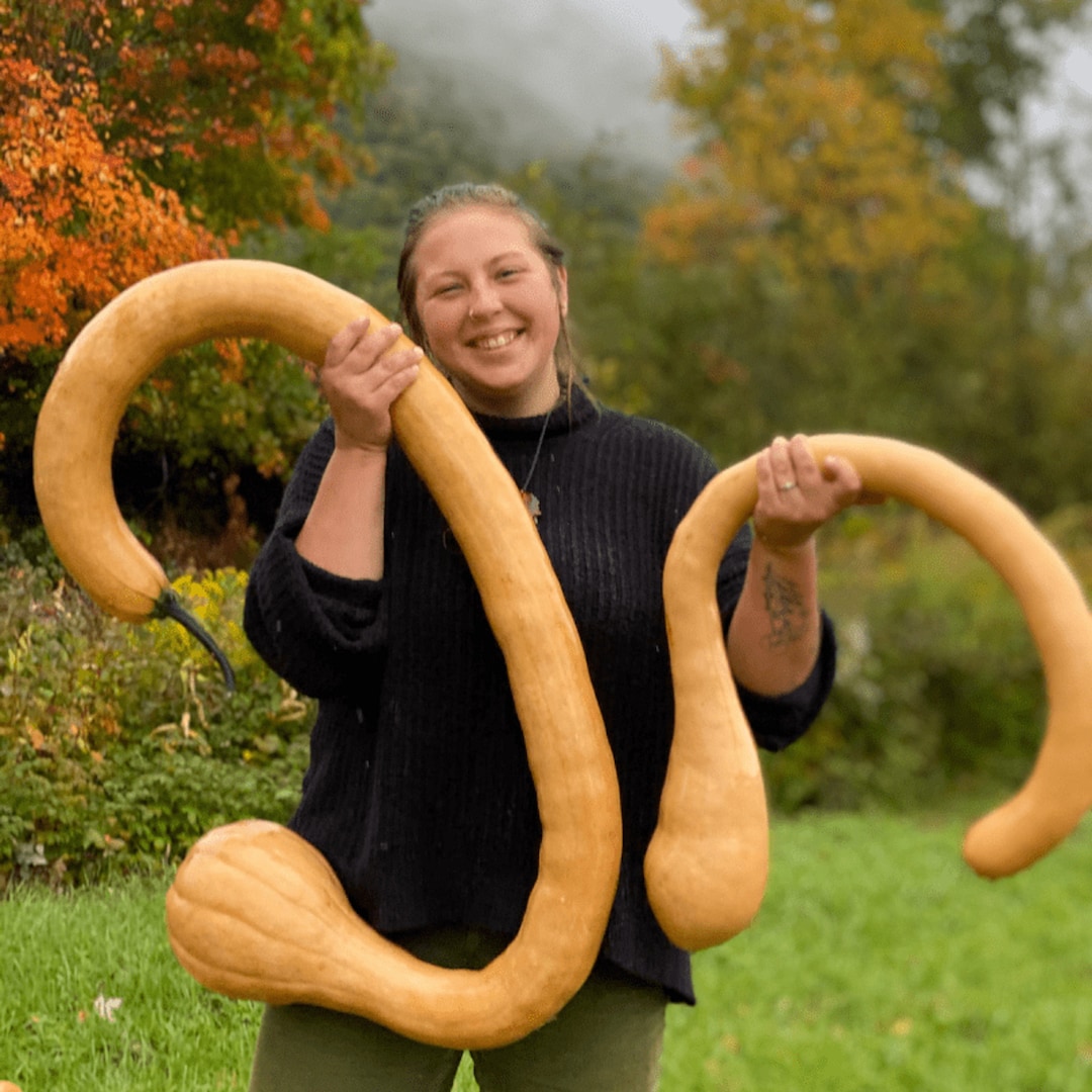 Tromboncino / Courge Zucchetta Cucurbita moschata Légume - Etsy France