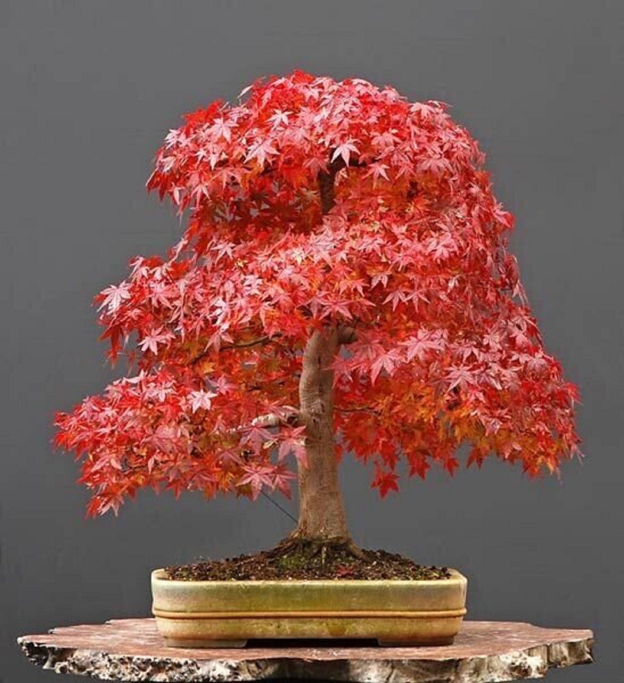 Red Maple Bonsai