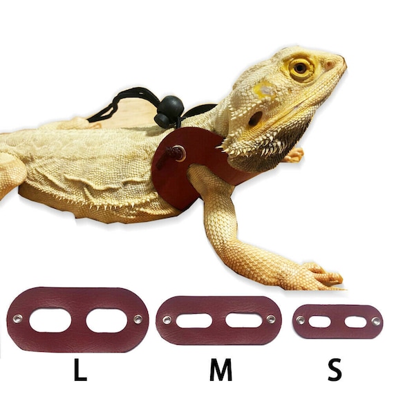 Monitor Lizard Pet On Leash