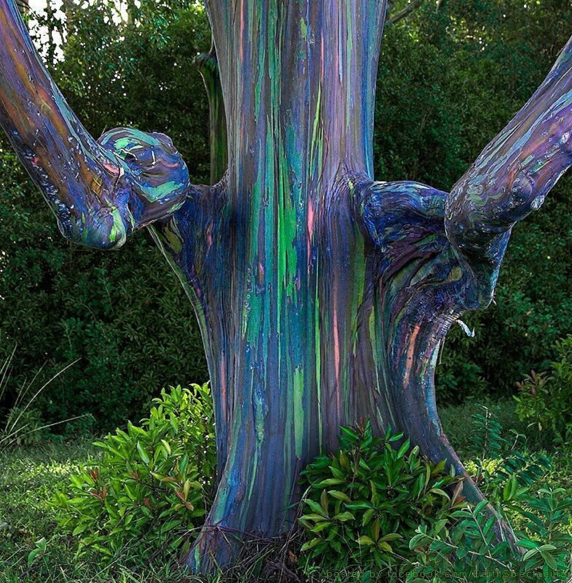 Rainbow Eucalyptus Tree Seeds