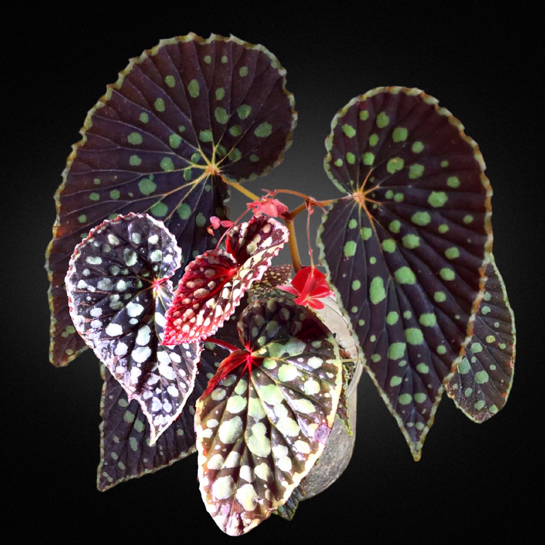 Dark Spotted Begonia Begonia Chlorosticta 'red Form' - Etsy Israel