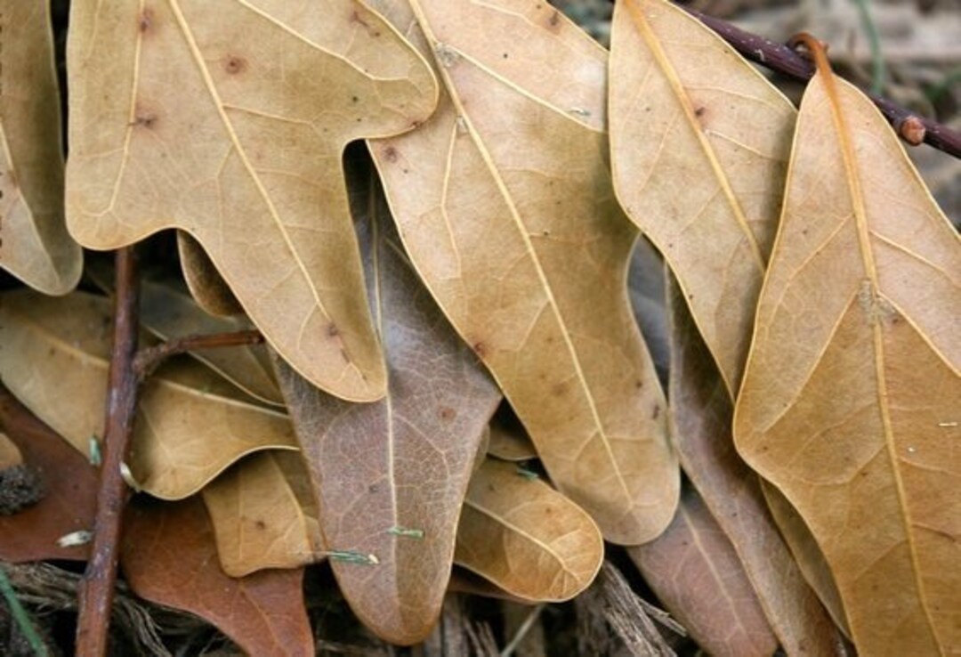 Water Oak Leaf Natural Organic Leaf for Garden Home Terrarium, Aquarium ...