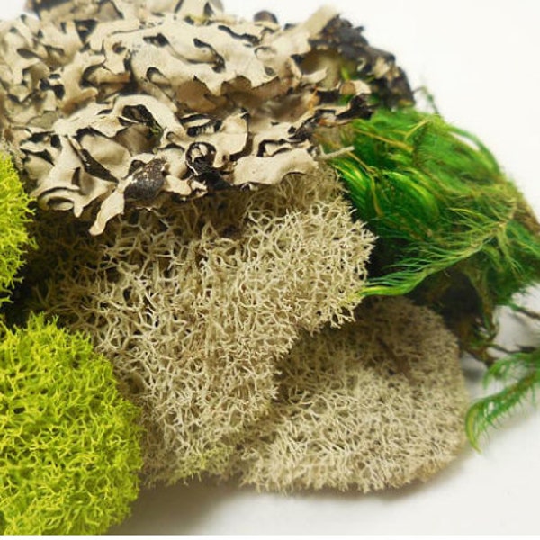 Live Moss - Etsy