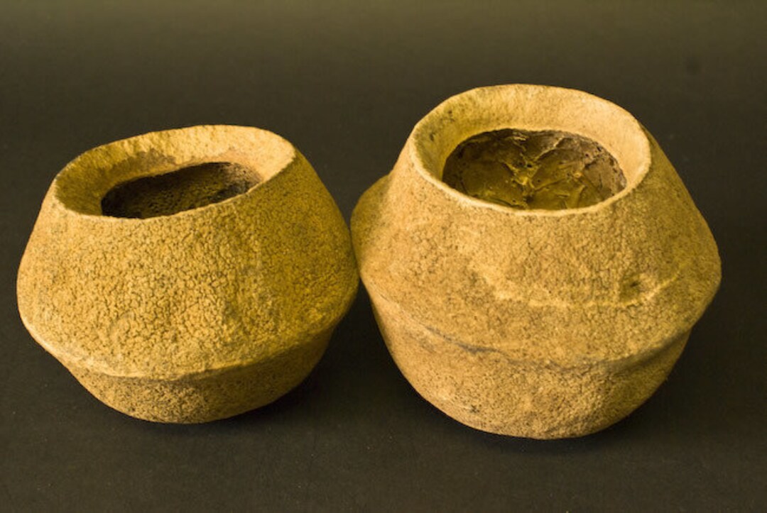 Monkey Pot Monkey Planter Pot Dried Botanicals Paradise Nut Pod Natural ...