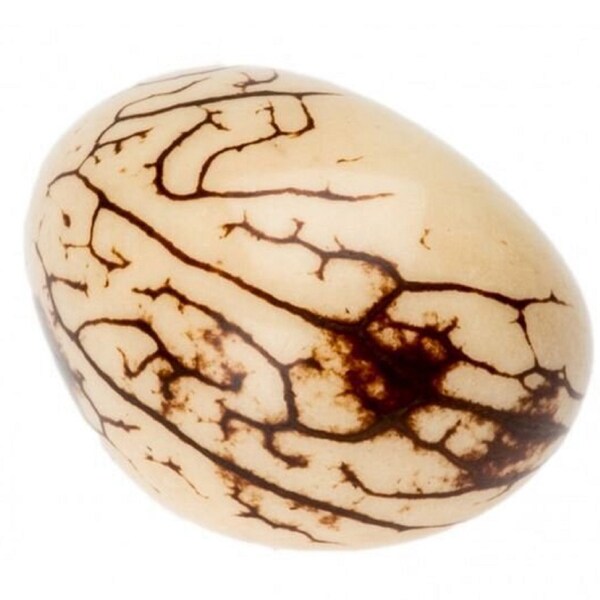 Tagua Nut Buttons - Etsy