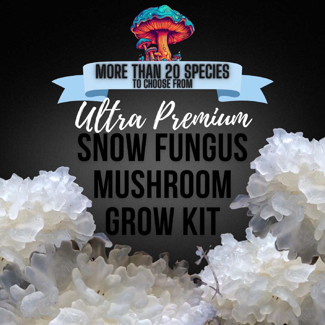 Snow Fungus Mushroom Growing Kit Tremella Fuciformis DIY - Etsy