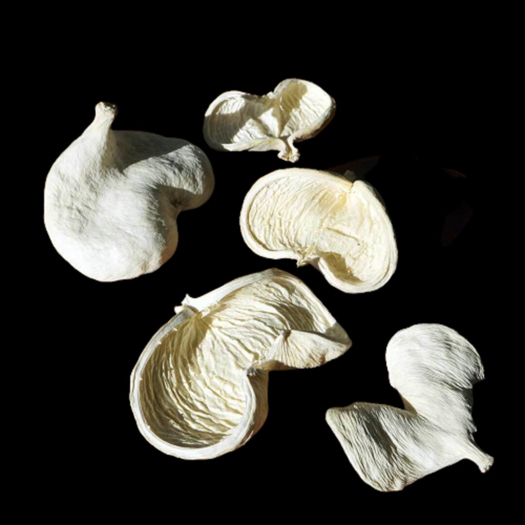 Badam Pods bleached Fruit Pod of Almond Tree Natural - Etsy