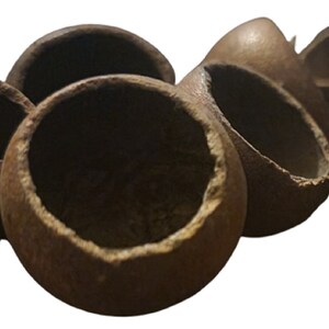 Kuchila Pods Small Pods of Strychnos Nux-vomica Natural - Etsy