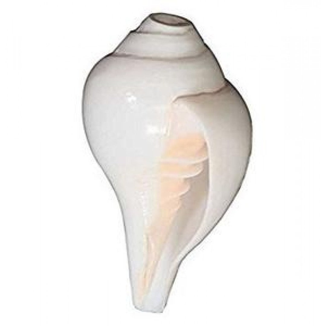 Natural White Puja Blowing Shankh Conch Shell Hindu Religion Pooja Use ...