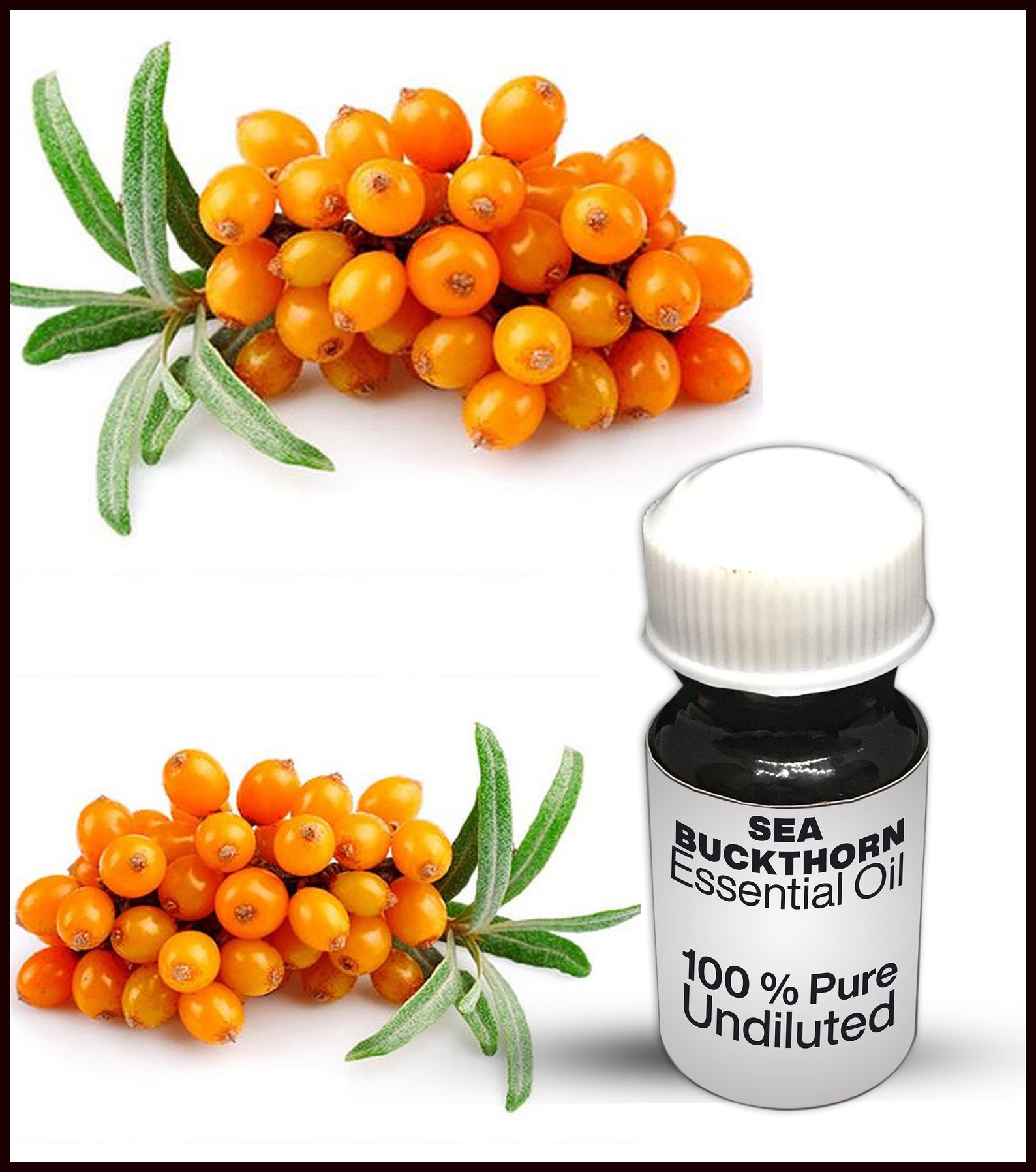 Natural Sea Buckthorn Oil 100 Pure Sea Buckthorn Essential Etsy
