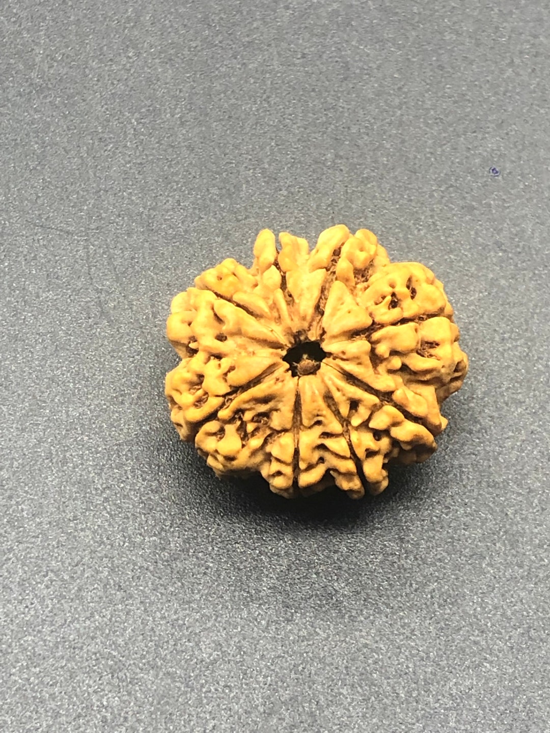 8 Mukhi Nepal Full 8 Seeds Rudraksha /eight Face 8 Seeds Very - Etsy