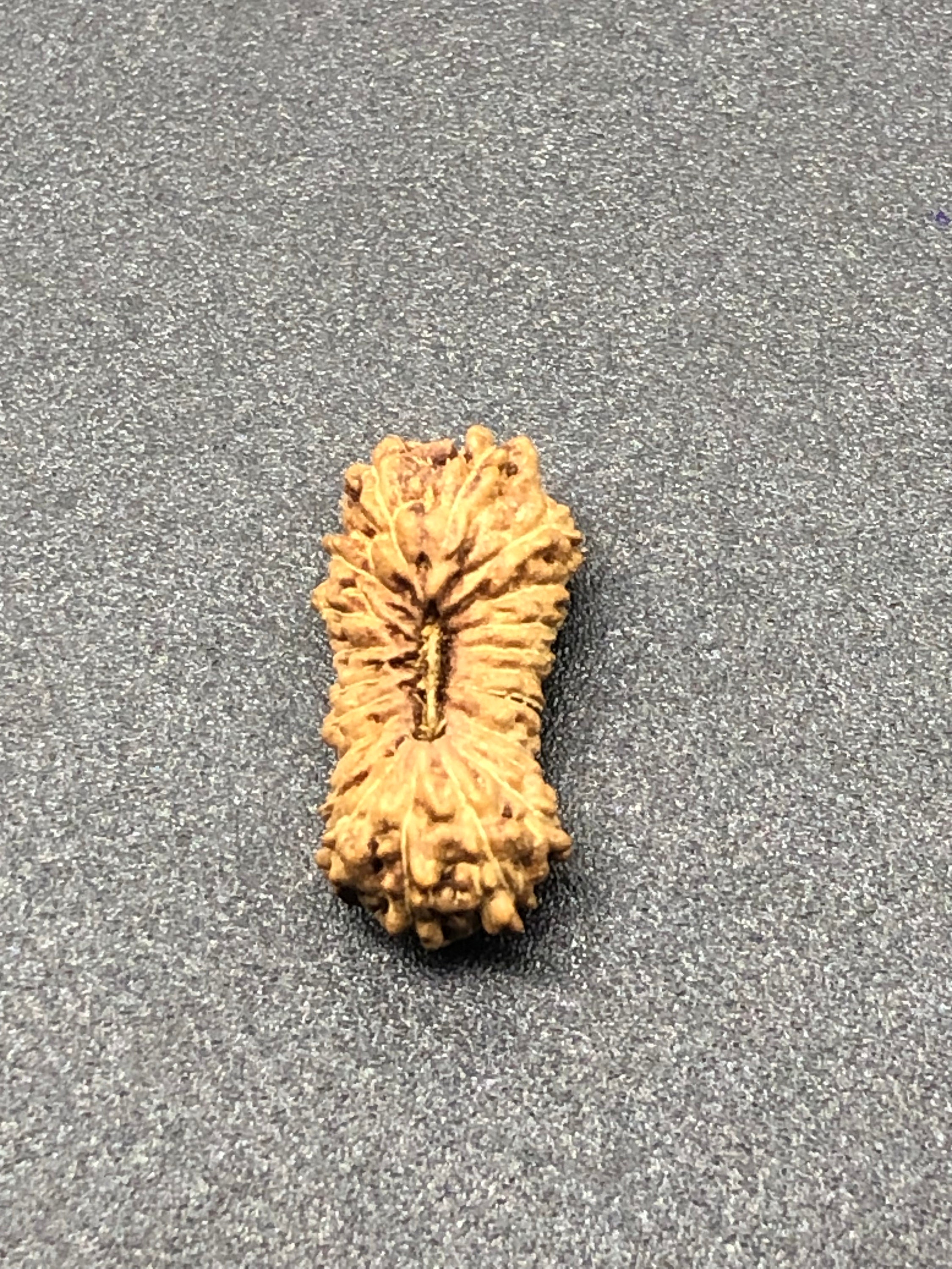 Buy 21 Mukhi Rudraksha Java indonesia Small Size / Twenty One Face Lord ...