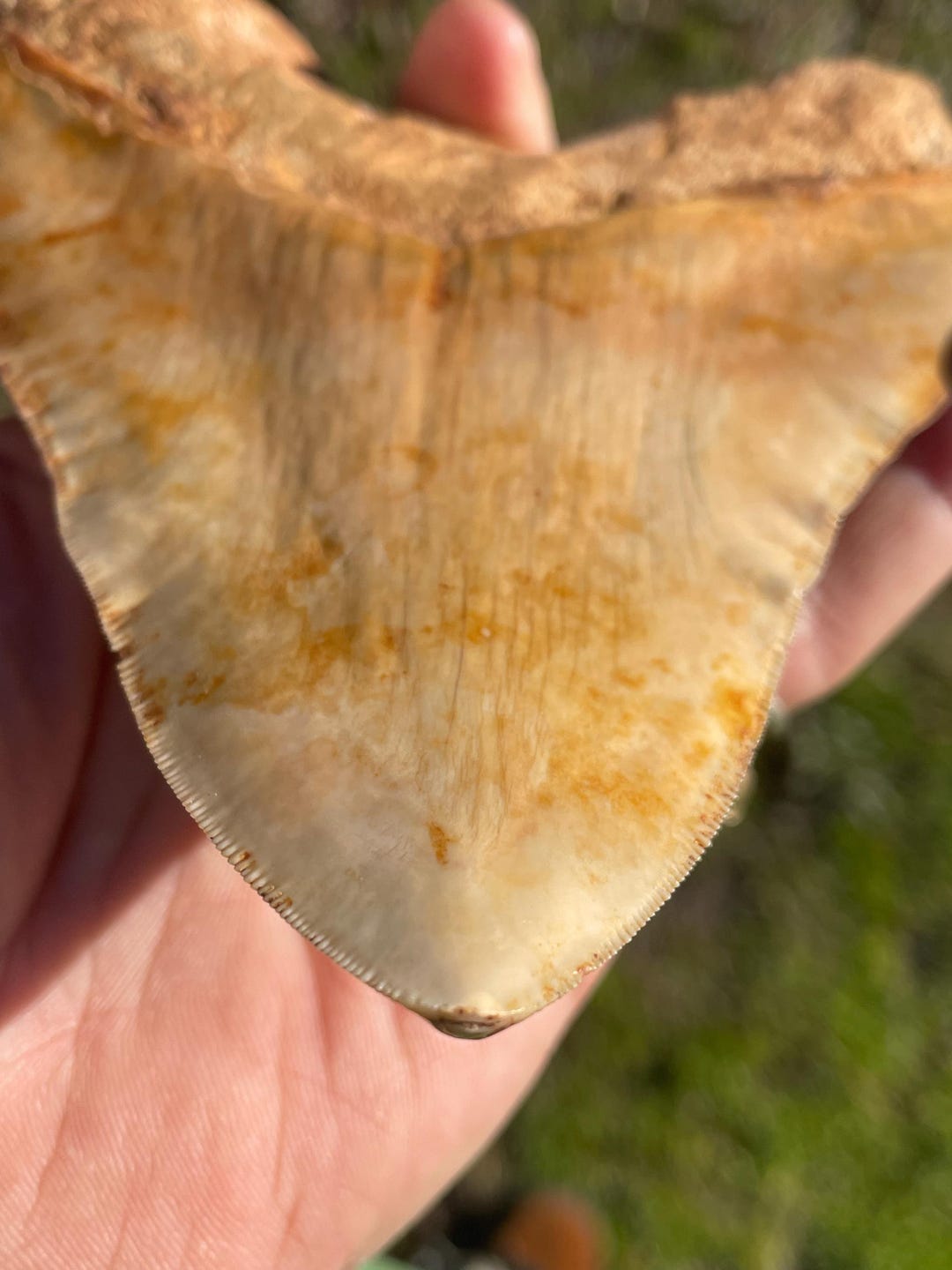 5.25in. Megalodon Tooth Wavy Edges Perfect Burlette No Damage No Repair ...